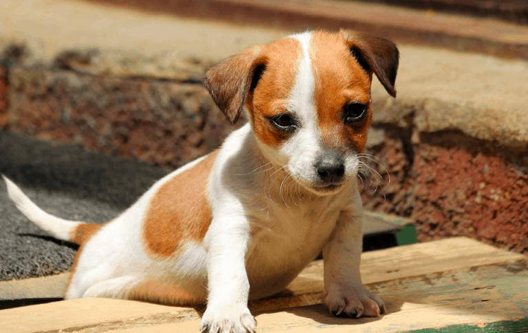 Chihuahua and Jack Russell Mix Puppies - Jack Chi (Grooming + Cost)