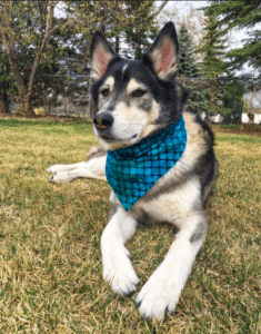 Top 10 Things You Need To Know About German Shepherd Husky Mix
