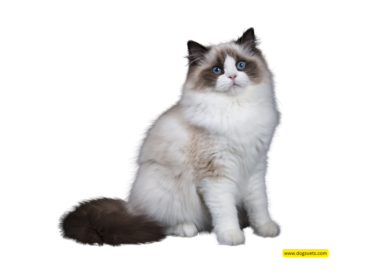 Top 100 Best Cat Names for 2024: Perfect Names for Your Feline Friend