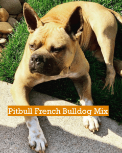 13 things you need to know about the Pitbull French Bulldog Mix