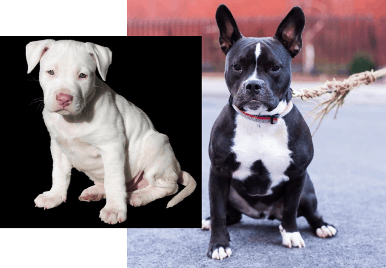 13 Things You Need To Know About The Pitbull French Bulldog Mix