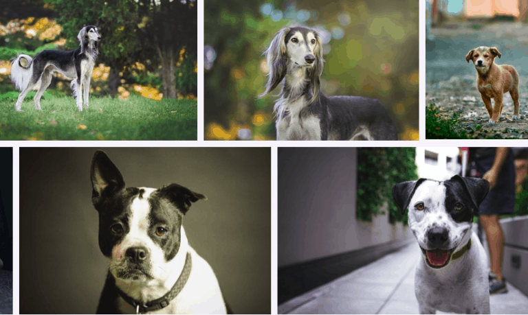 Top 193 Most Popular Dog Breeds in 2021 - DogsVets.com