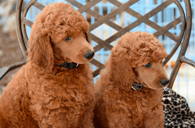 Toy Villakoira täysikasvuinen koira ulkonäkö, pituus, paino, hinta ja ...