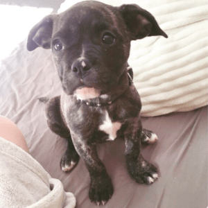 13 things you need to know about the Pitbull French Bulldog Mix
