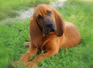 Top 12 most famous scent hounds breeds - Dogsvets.com