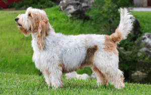 Top 12 most famous scent hounds breeds - Dogsvets.com