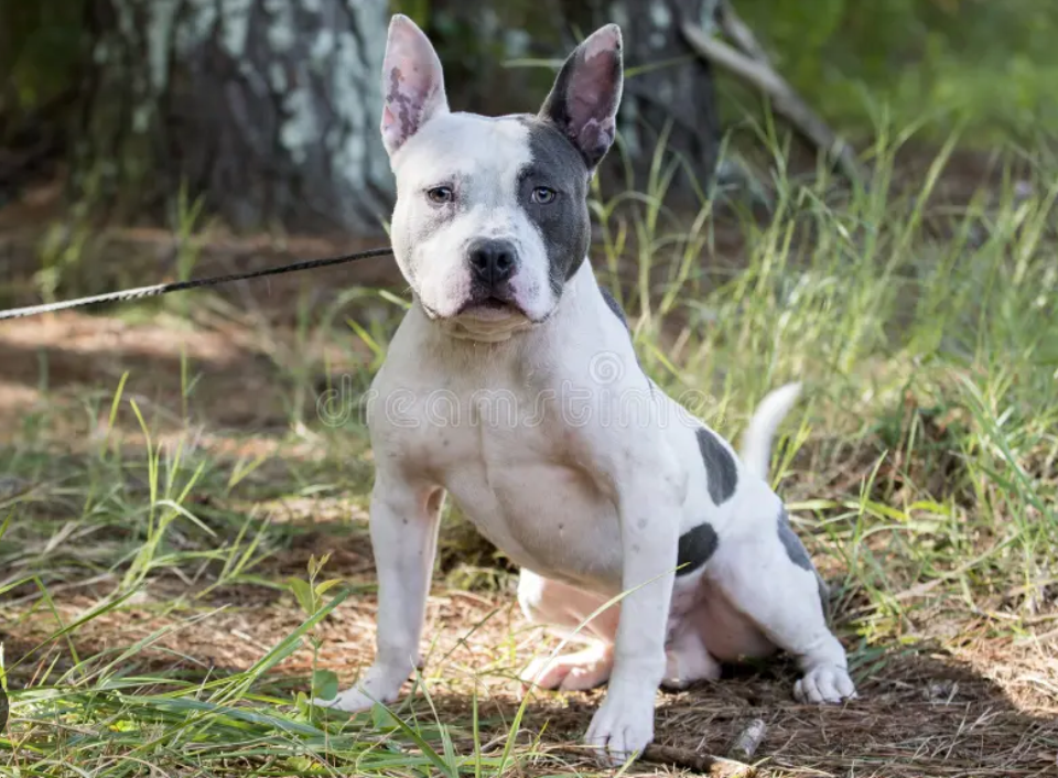 13 Things You Need To Know About The Pitbull French Bulldog Mix