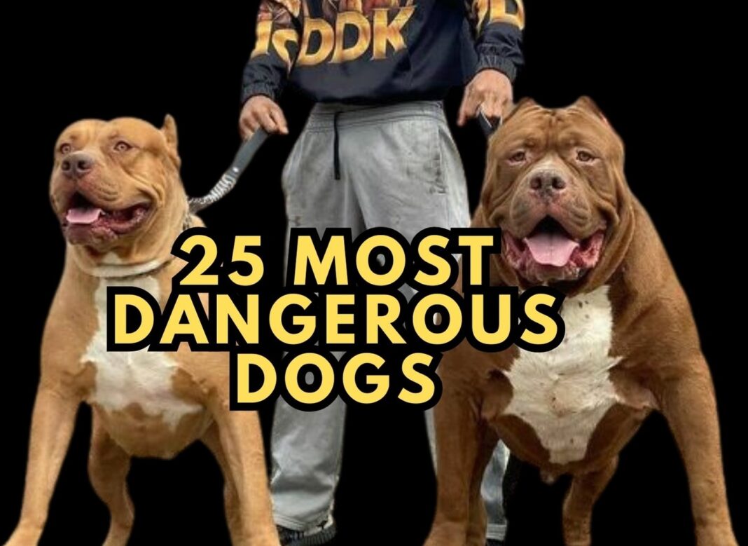 Top 25 Most Dangerous Dogs In The World With Photos