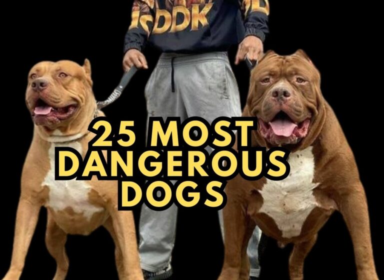 Top 25 Most Dangerous Dogs in the World with Photos