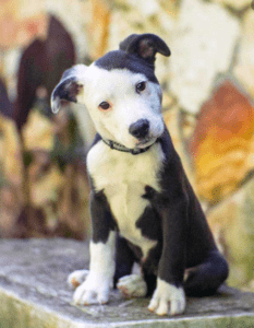 Top 15 interesting facts about The Pit Bull Border Collie Mix Dog