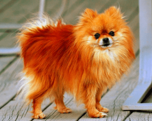 Top 21 most beautiful dog breeds in the world today