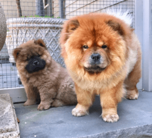 Top 9 Chinese Dog Breeds With Fascinating Backgrounds