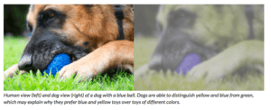 10 Facts About Dog Colour Blindness: how dogs see the world (Study)