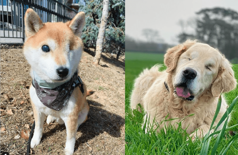 10 Facts About Dog Colour Blindness: how dogs see the world (Study)