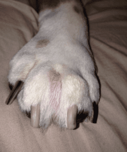 10 facts about Sebaceous Cysts in Dogs, Diagnose, Treatment and Cure