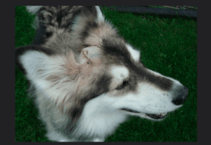 10 facts about Sebaceous Cysts in Dogs, Diagnose, Treatment and Cure