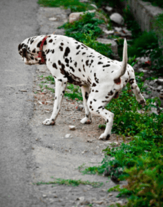 What is dog smegma? Symptoms + Treatment (10 things you should know)