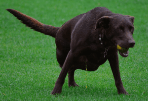 What is dog smegma? Symptoms + Treatment (10 things you should know)