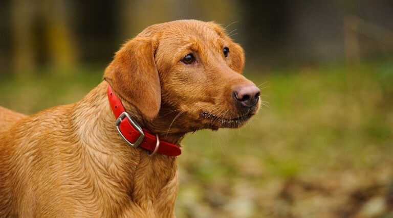 What color Labrador is most popular? 7 Fox Red Labrador Retrievers Tips