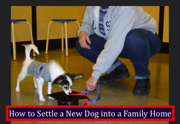 How to Settle a New Dog into a Family Home