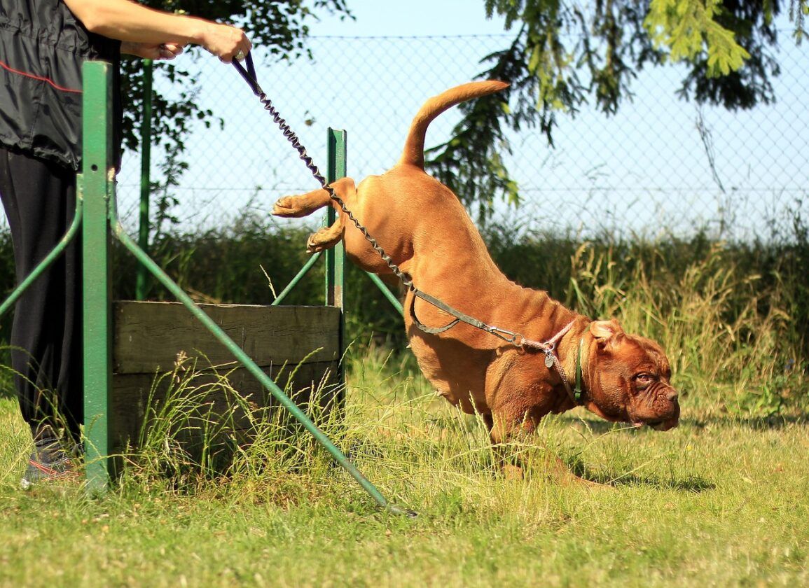 Top 21 Dumbest Dog Breeds (Shocking Facts You Need to know)