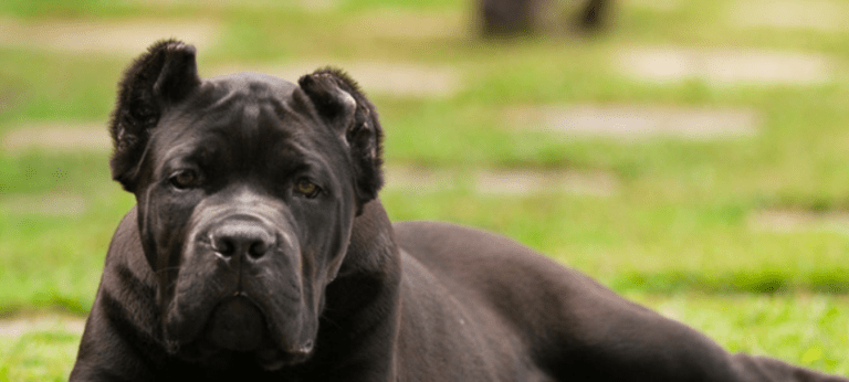 7 Things to Know about the Cane Corso Dog Breed before Adopting One