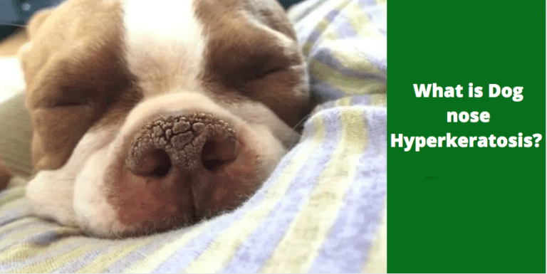 What is Dog Nose Hyperkeratosis? 7 Things to Know (+ Treatment)