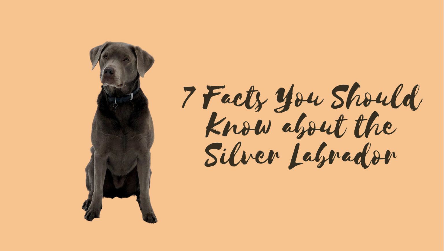 7 Facts You Should Know About The Silver Labrador | 2025