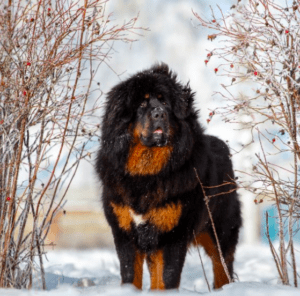 150+ Dog Breeds From A to Z - Complete List (With Info & Photos)