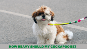 How Heavy Should My Cockapoo Be? 7 Tips you should know