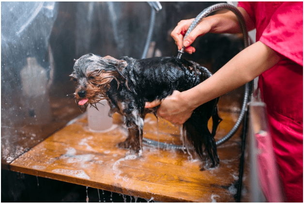 Common Grooming Problems & How To Make The Session Go Smooth