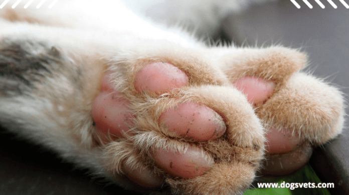 A Pet Parents Guide to Dogs Paws Pododermatitis