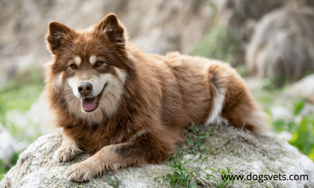 Finnish Lapphund Dog Breed Information: The Ultimate Guide [13 Facts]