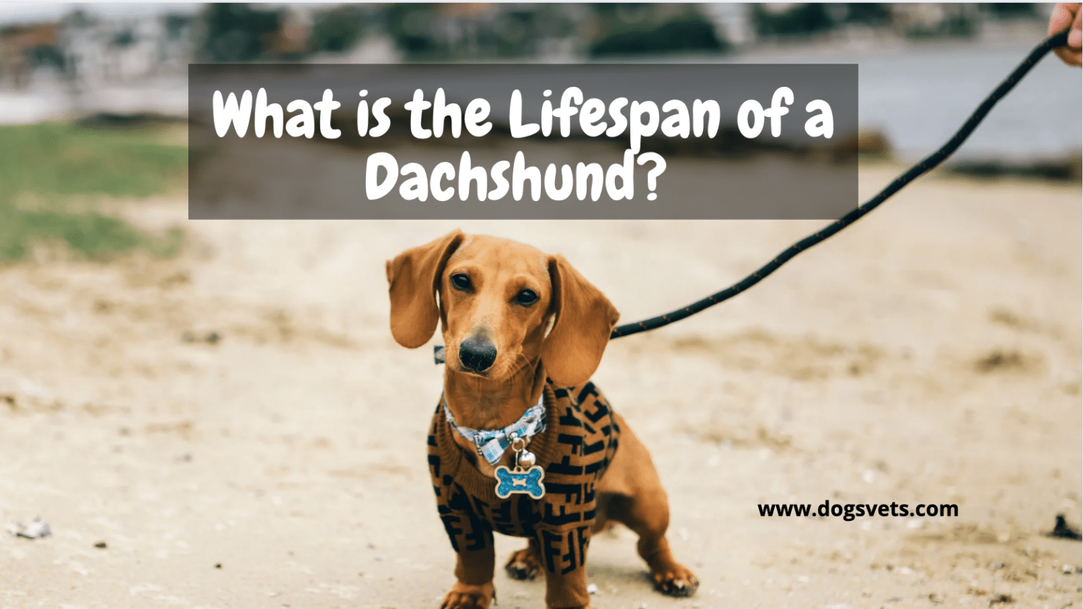 What Is The Lifespan Of A Dachshund? 7 Things To Know | 2025