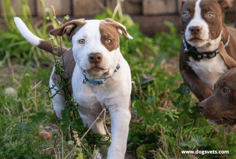 The Oldest Pitbull in the World – Everything You Need to Know