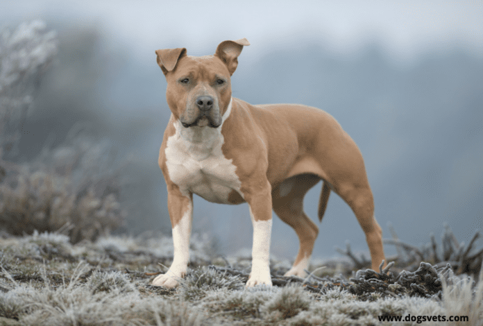 The Oldest Pitbull in the World – Everything You Need to Know