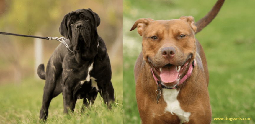 Mastiff Pitbull Mix - Everything You Need To Know | 2025