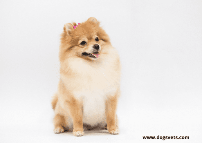 13 Teacup Dog Breeds for Tiny Canine Lovers, Lifespan and Facts