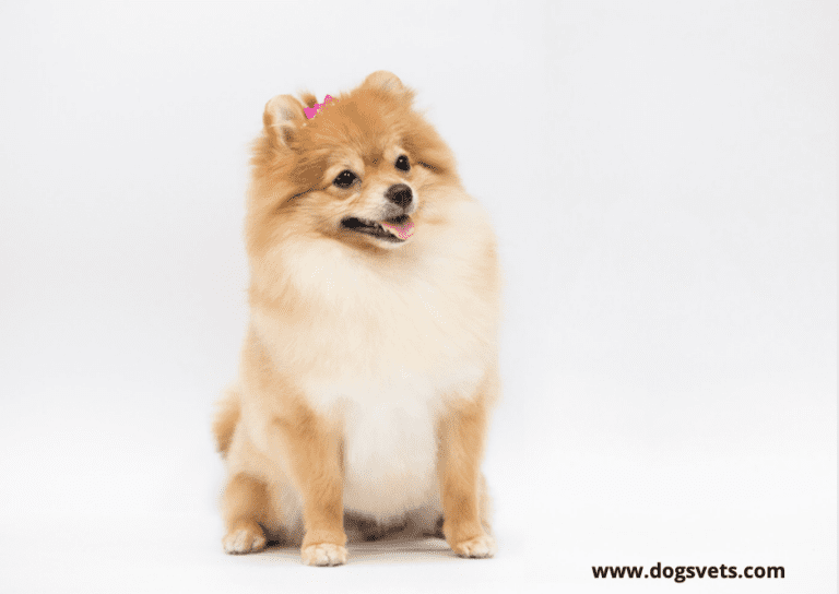 13 Teacup Dog Breeds for Tiny Canine Lovers, Lifespan and Facts