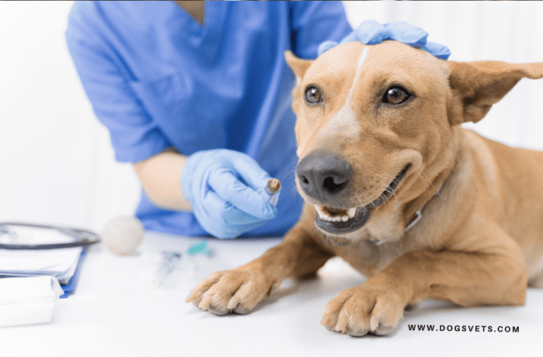 The Most Common Dog Diseases: Signs and Treatment | Dogsvets