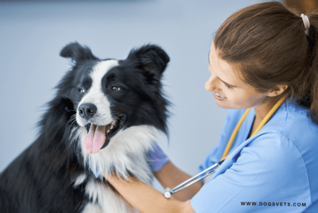 The Most Common Dog Diseases: Signs And Treatment | Dogsvets | 2025