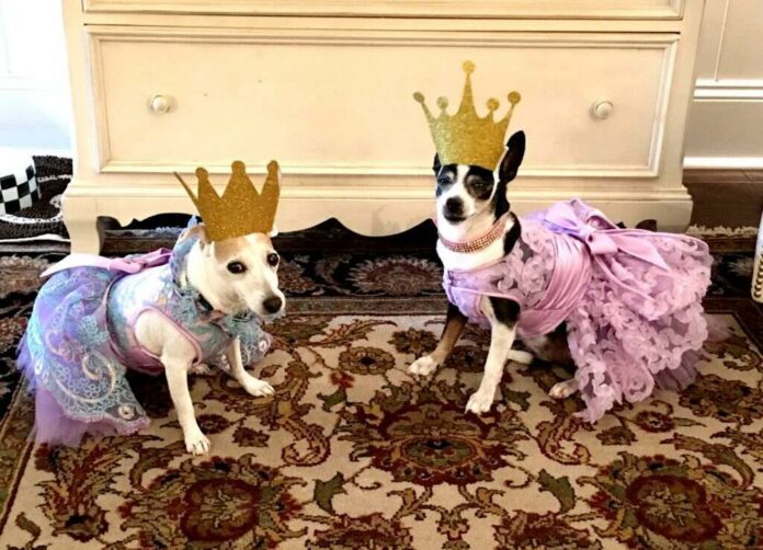 Things to Consider When Planning Your Dog’s Birthday Party