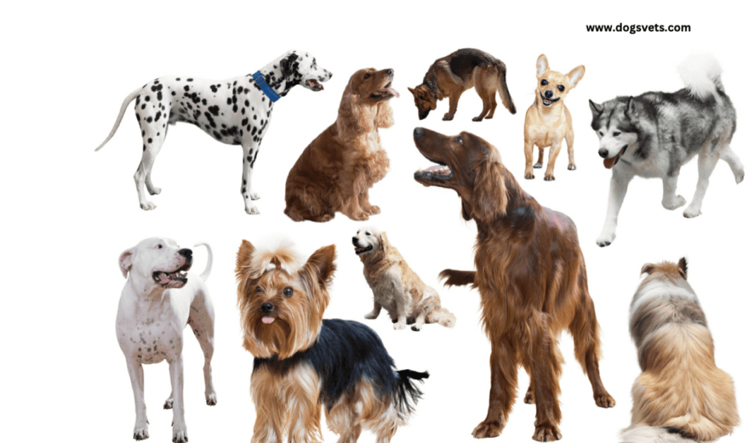 Dog Breeding For Beginners + 10 important facts to consider