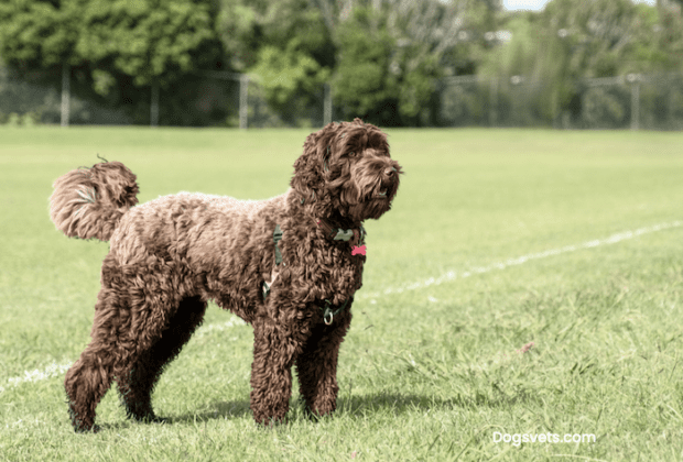 Guide to the Various Types of Poodle Hybrids | 10 Doodle Dogs