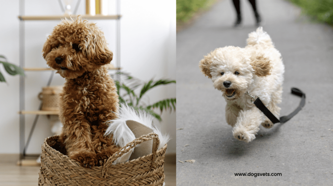 Guide to the Various Types of Poodle Hybrids | 10 Doodle Dogs