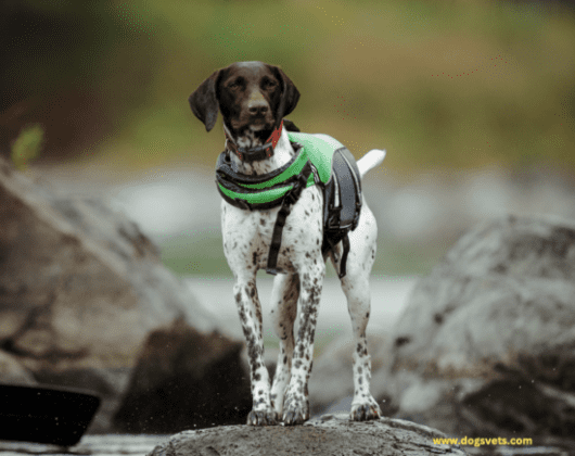 Top 10 Most Popular Dog Breeds in 2025
