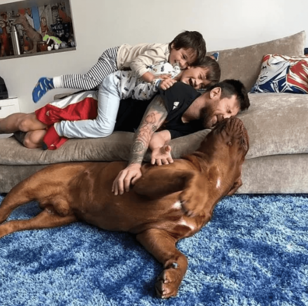 Messi's Hulk Dog: A Special Breed of Endangered Pet