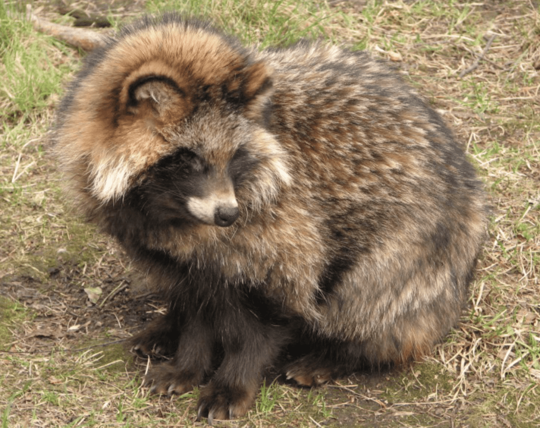 Raccoon Dogs: An Intriguing And Enigmatic Species | 2025