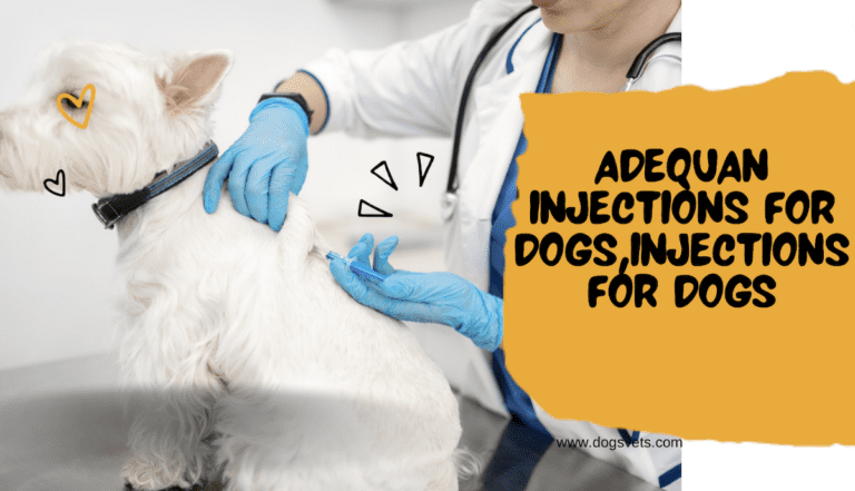 Adequan Injections For Dogs - A Comprehensive Guide | 2025