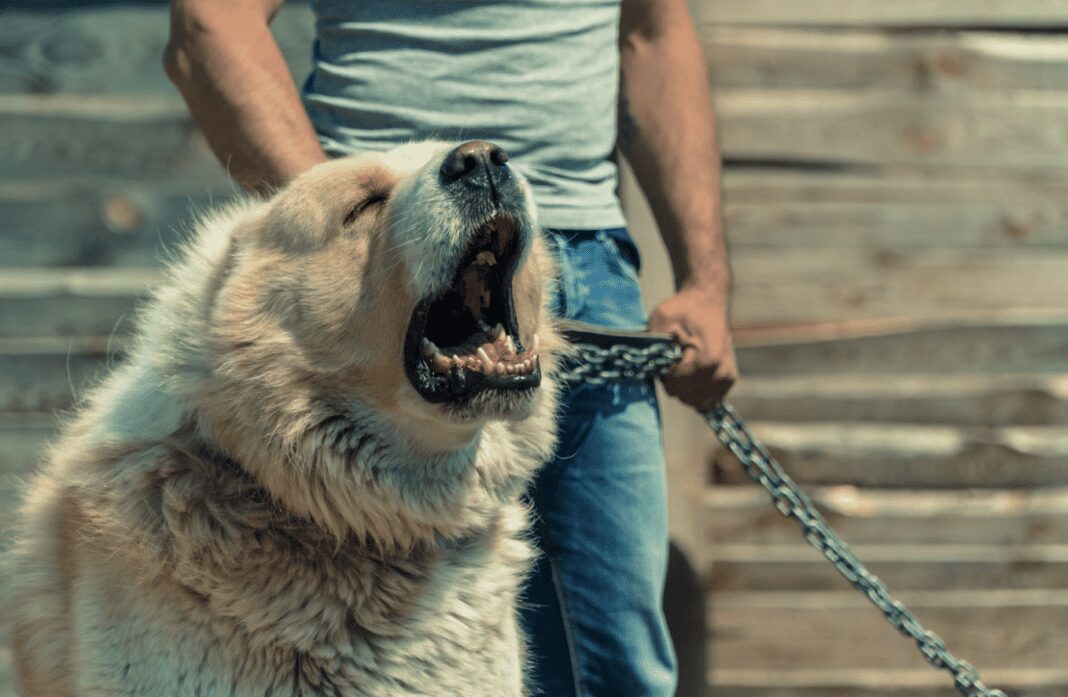 Top Five Fun Facts About Alabai Dogs